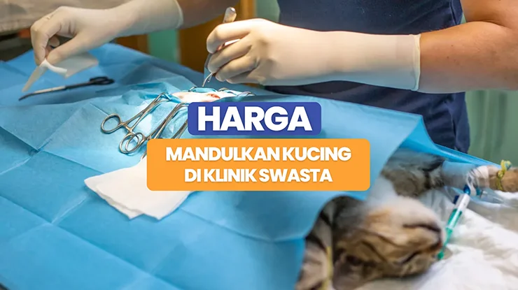 Harga Mandulkan Kucing di Klinik Swasta Terkini 2025